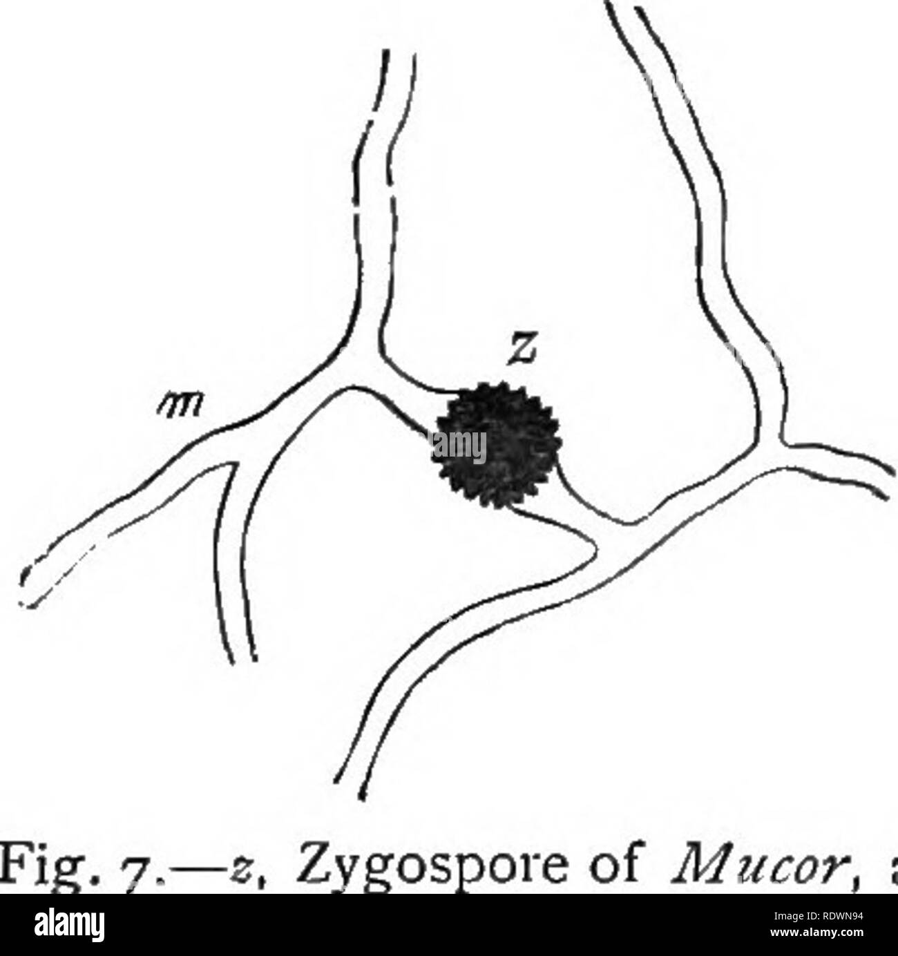 . The evolution of plant life, lower forms. Cryptogams; Plants. CELL ...
