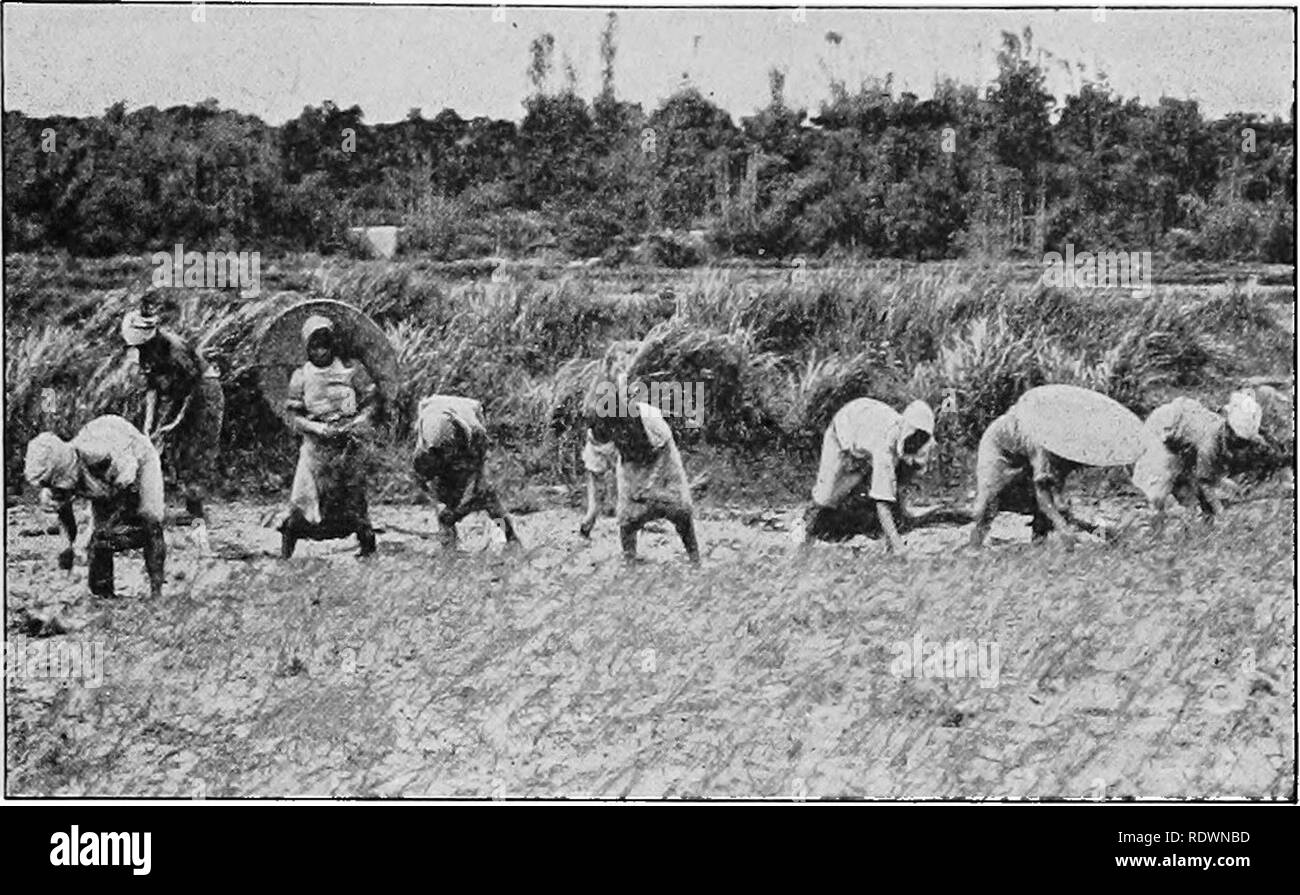 Transplanting rice plants Black and White Stock Photos & Images - Alamy