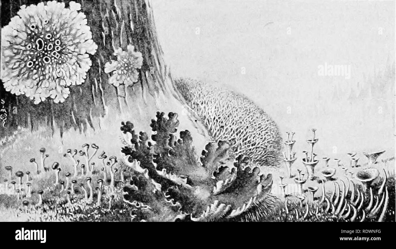 . Science of plant life, a high school botany treating of the plant and ...