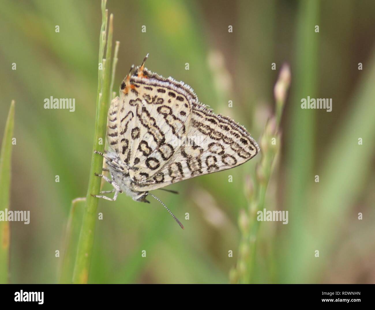 Apharitis lilacinus Moore, 1884 – Lilac Silverline (29858205788 Stock ...