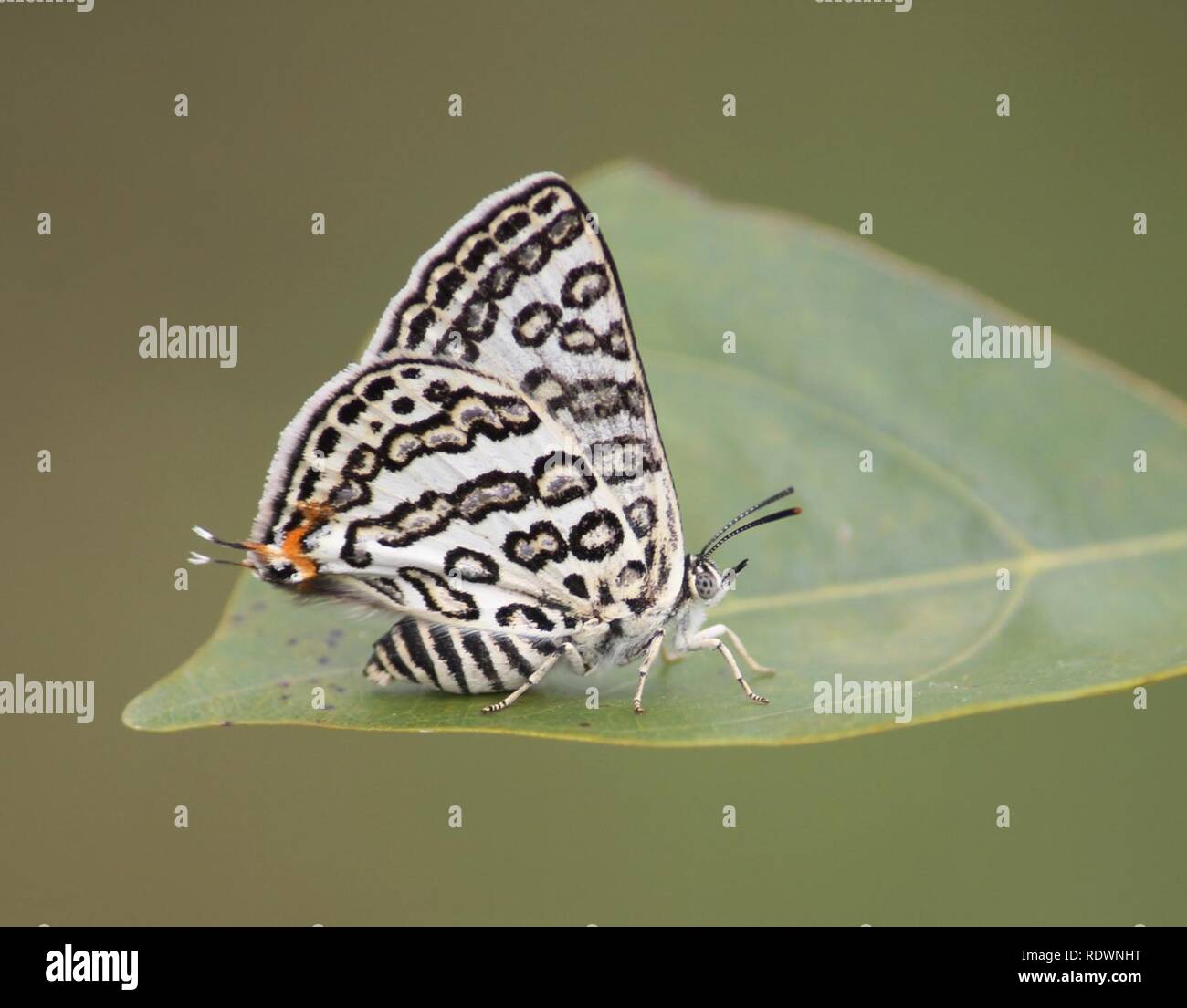 Apharitis lilacinus Moore, 1884 – Lilac Silverline (43681067322 Stock ...