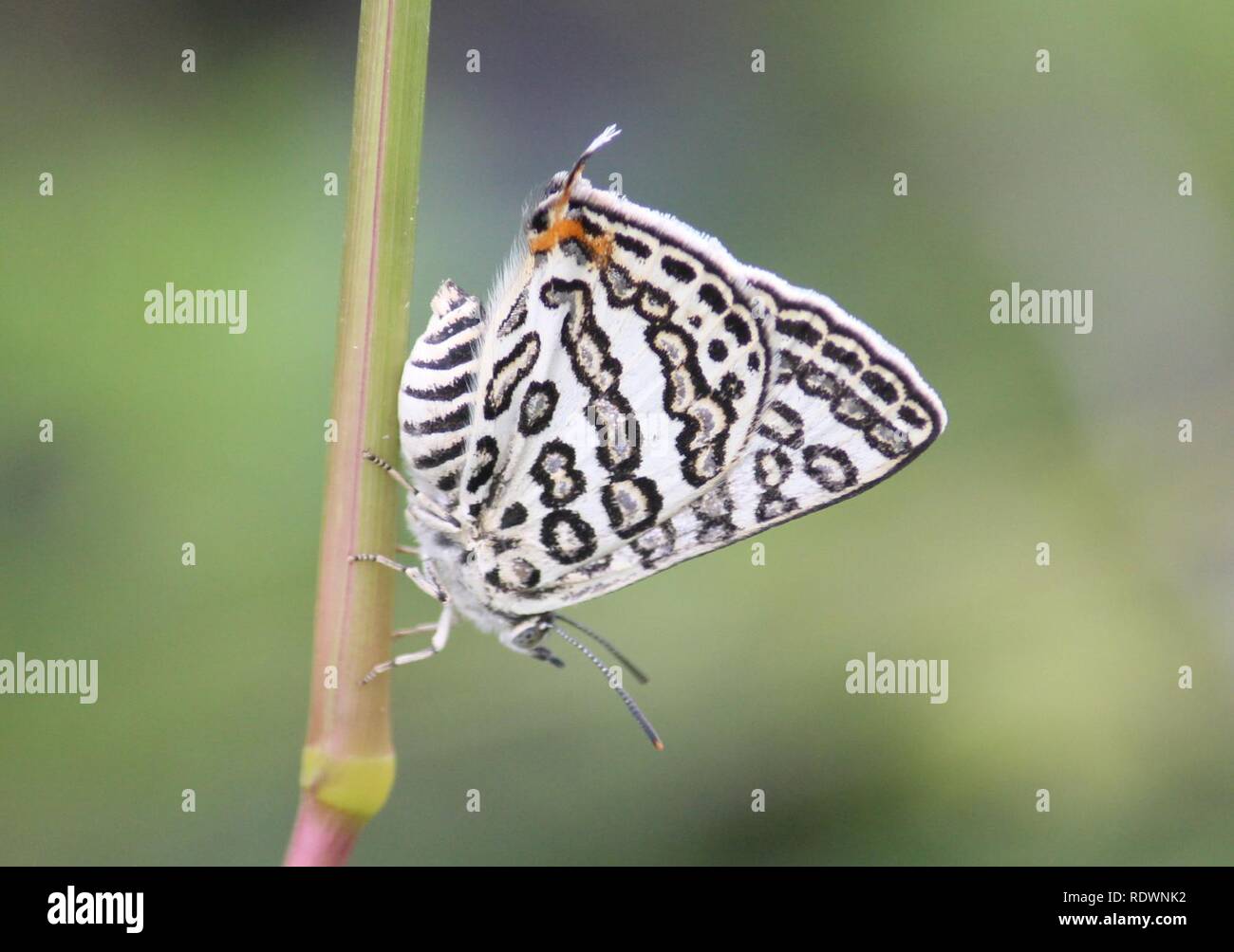 Apharitis lilacinus Moore, 1884 – Lilac Silverline (Female ...