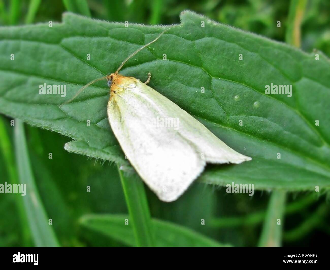 Aphelia paleana hi-res stock photography and images - Alamy