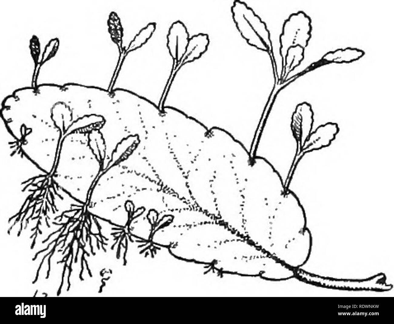 Vegetative Propagation Diagram Vegetative Propagation In Bryophyllum