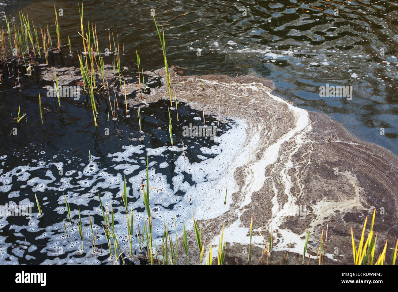 Water pollution at lake Stock Photo - Alamy