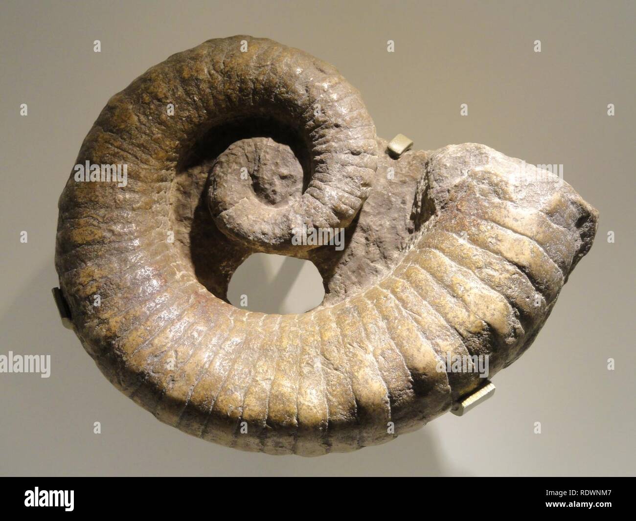 Aphetoceras hi-res stock photography and images - Alamy