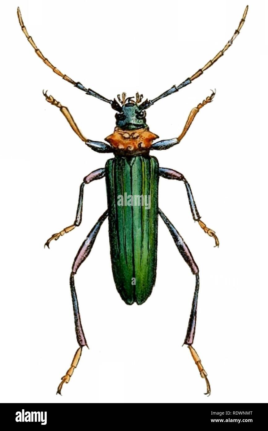 Aphrodisium hi-res stock photography and images - Alamy