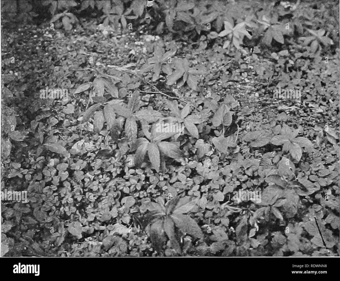 . Types of British vegetation. Botany. Plate XVIII. u. Typical ground ...