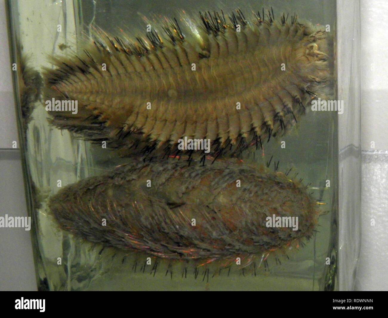 Aphrodita hi-res stock photography and images - Alamy