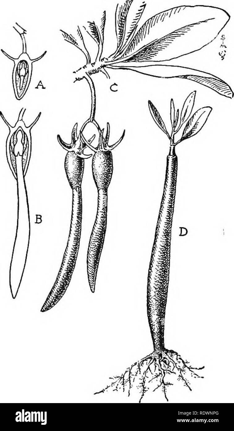 . Science of plant life, a high school botany treating of the plant and ...