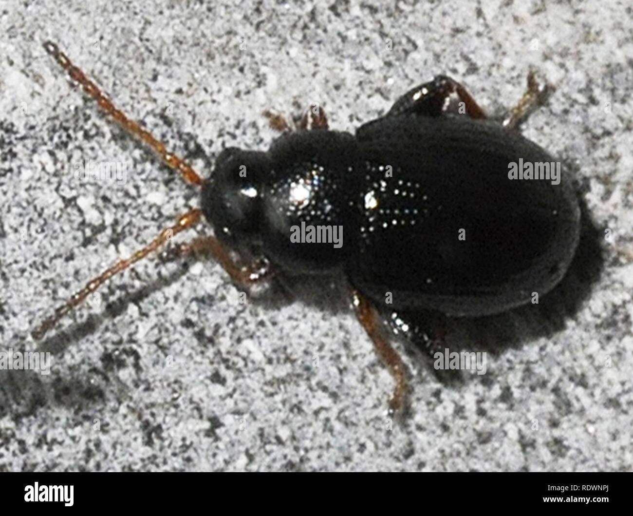 Aphthona hi-res stock photography and images - Alamy