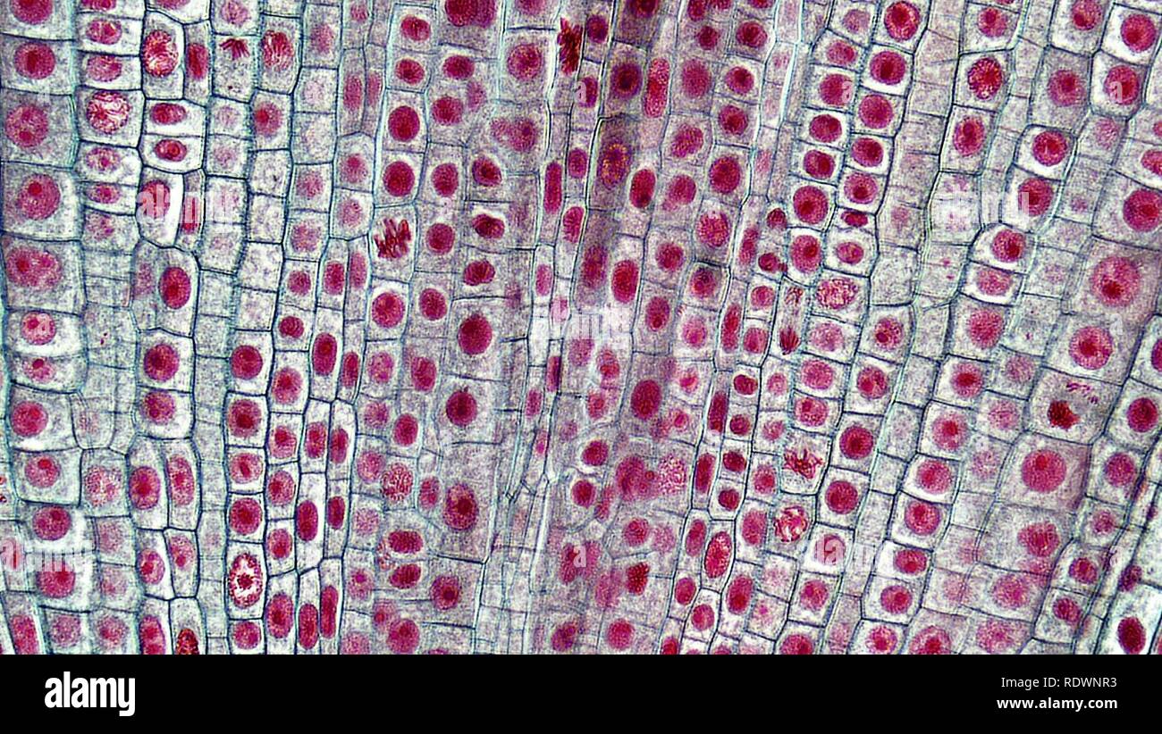 Apical meristem hi-res stock photography and images - Alamy