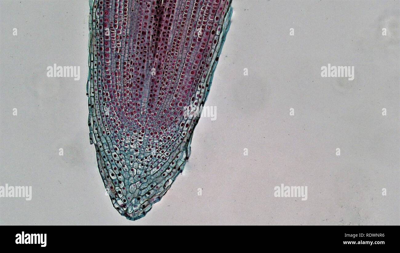 Meristema Apical De La Raíz