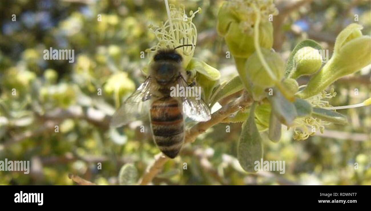 Apis mell syriaca Stock Photo - Alamy
