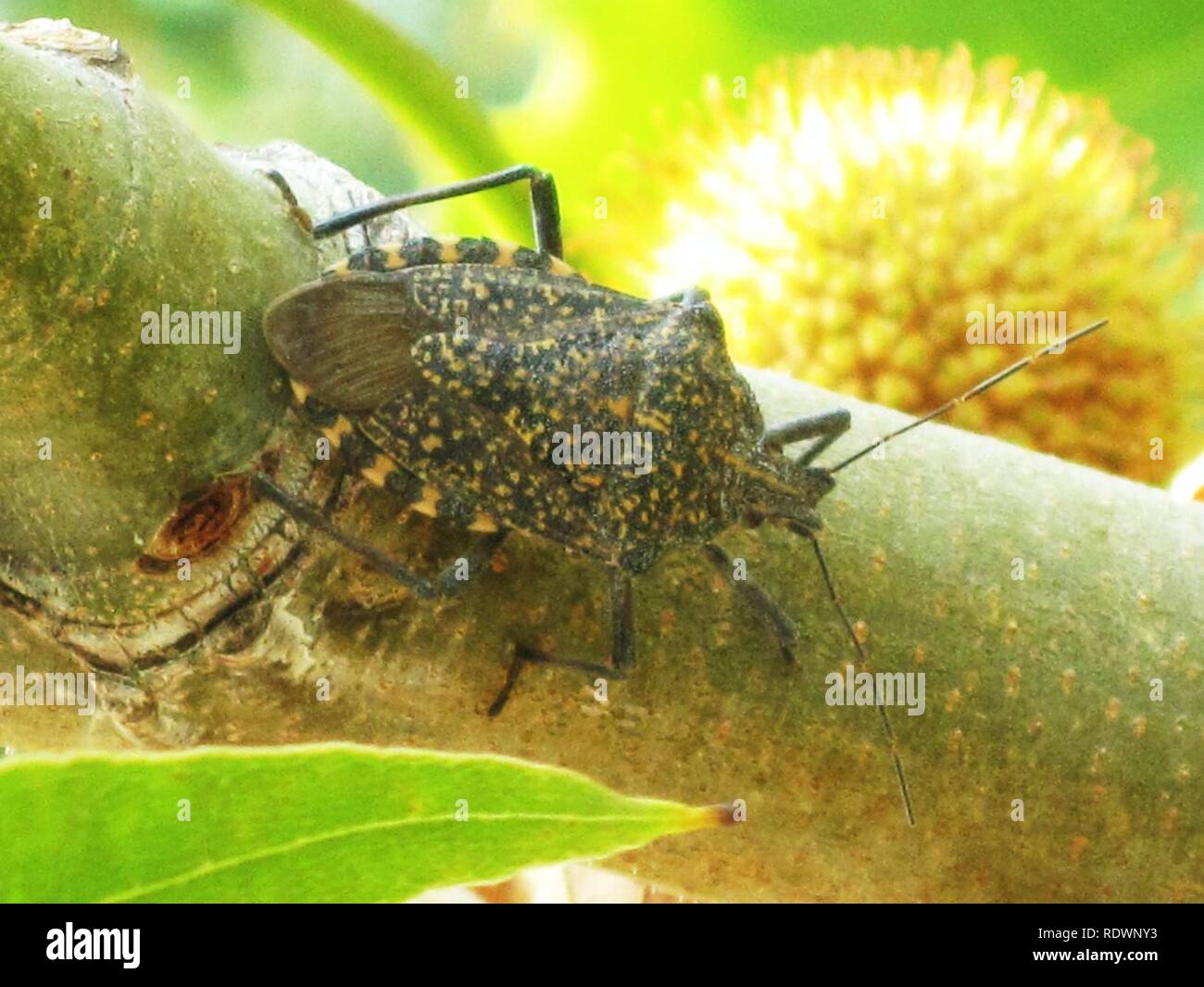 Apodiphus amygdali (Shieldbug sp.),Skala Kalloni, Lesbos, Greece Stock ...