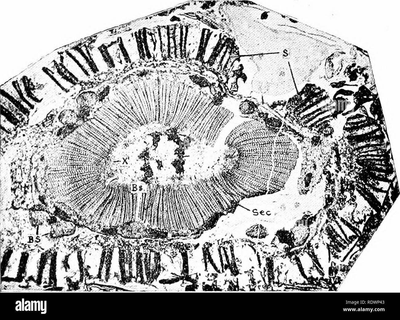 Plant root transverse section hi-res stock photography and images - Alamy