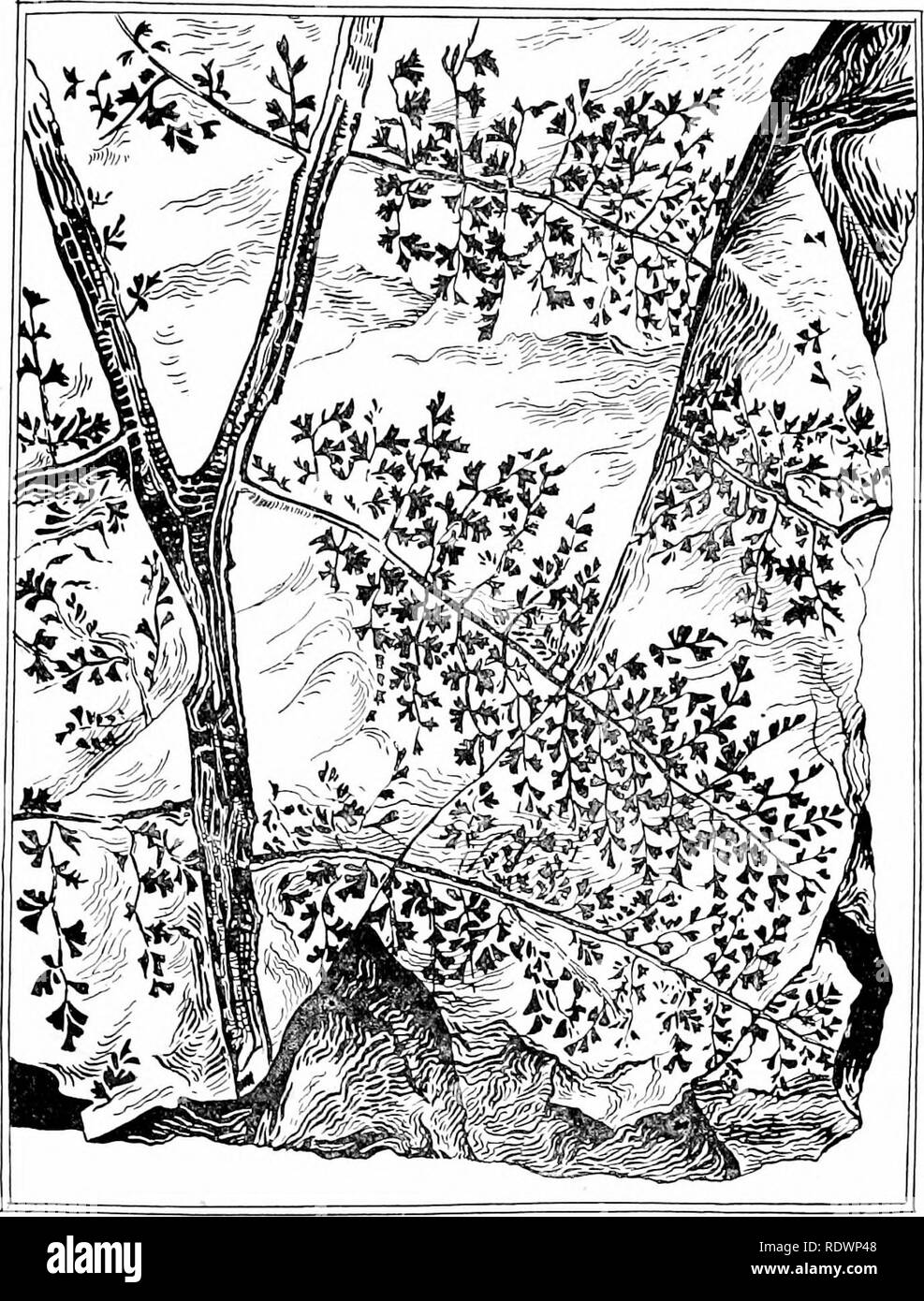 Primary xylem Black and White Stock Photos & Images - Alamy