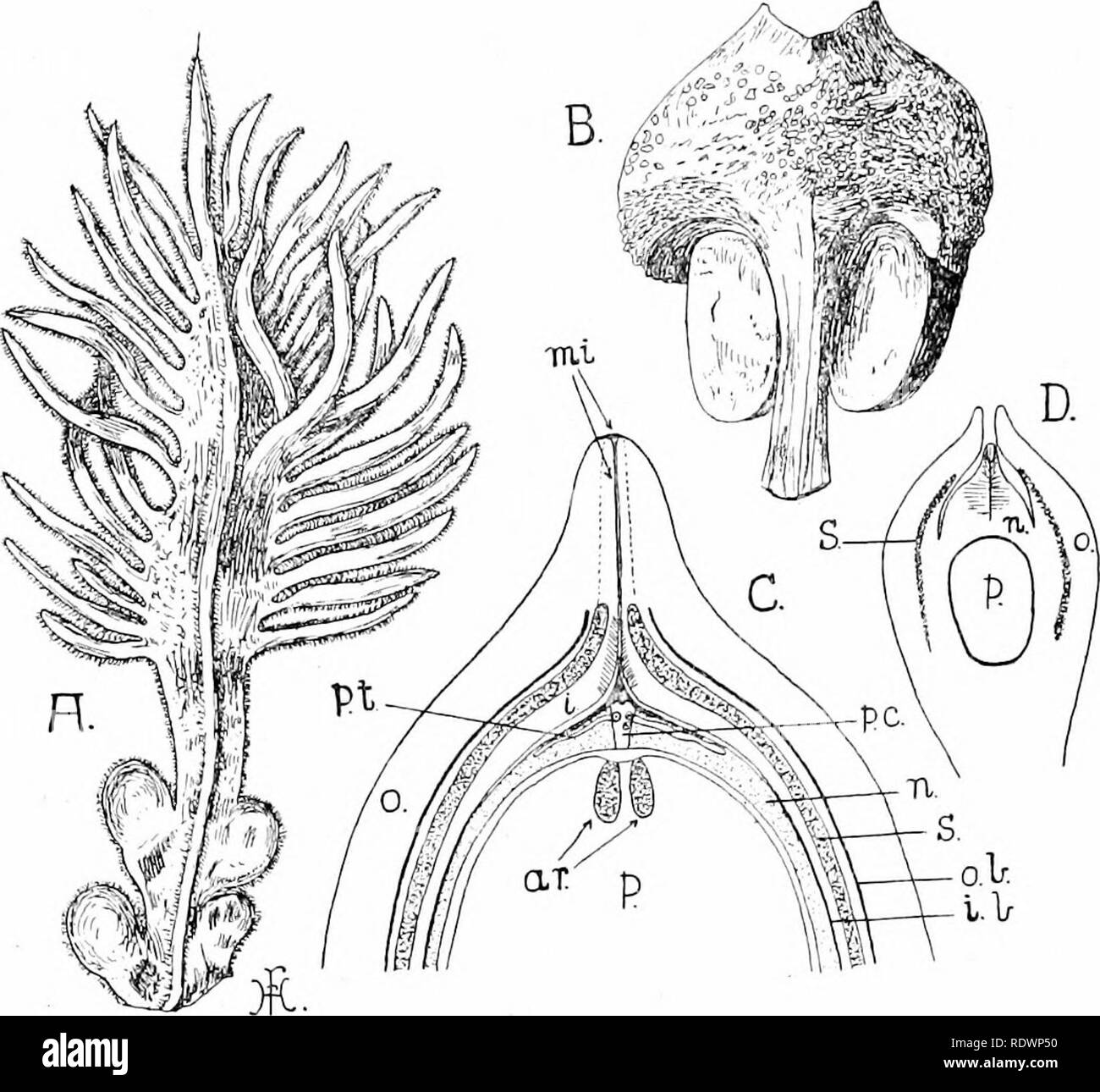 Cycas Female Cone Diagram