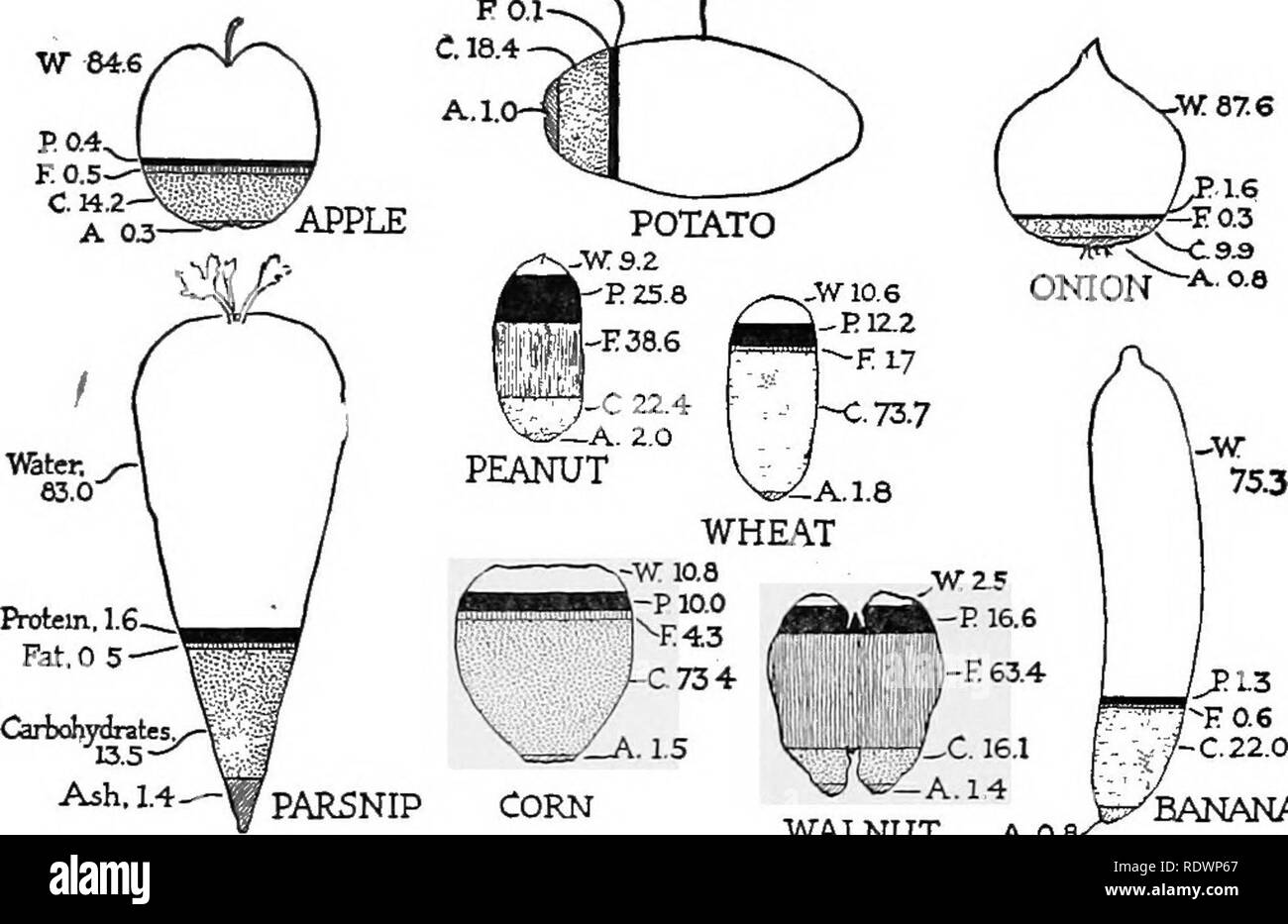 Protein starch fat digestion hi-res stock photography and images - Alamy