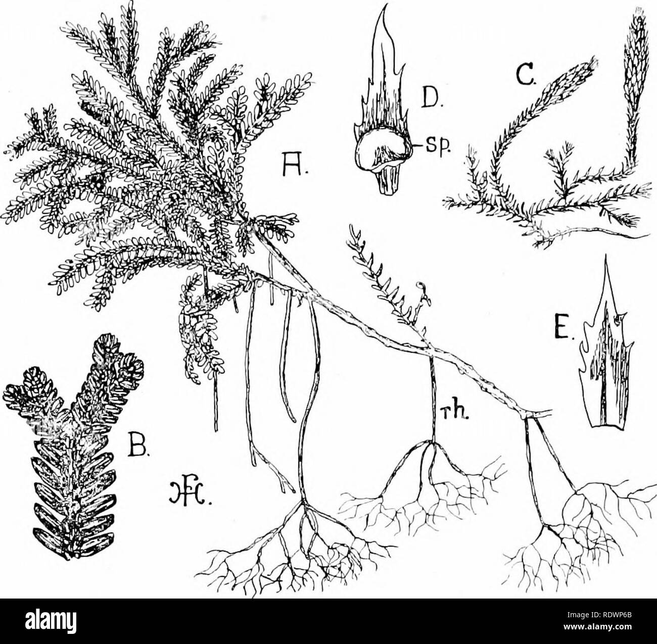 . An introduction to the structure and reproduction of plants. Plant ...