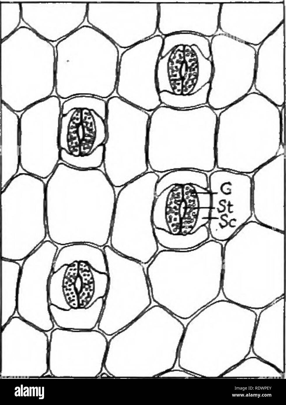 Stomata Guard Cells High Resolution Stock Photography and Images - Alamy