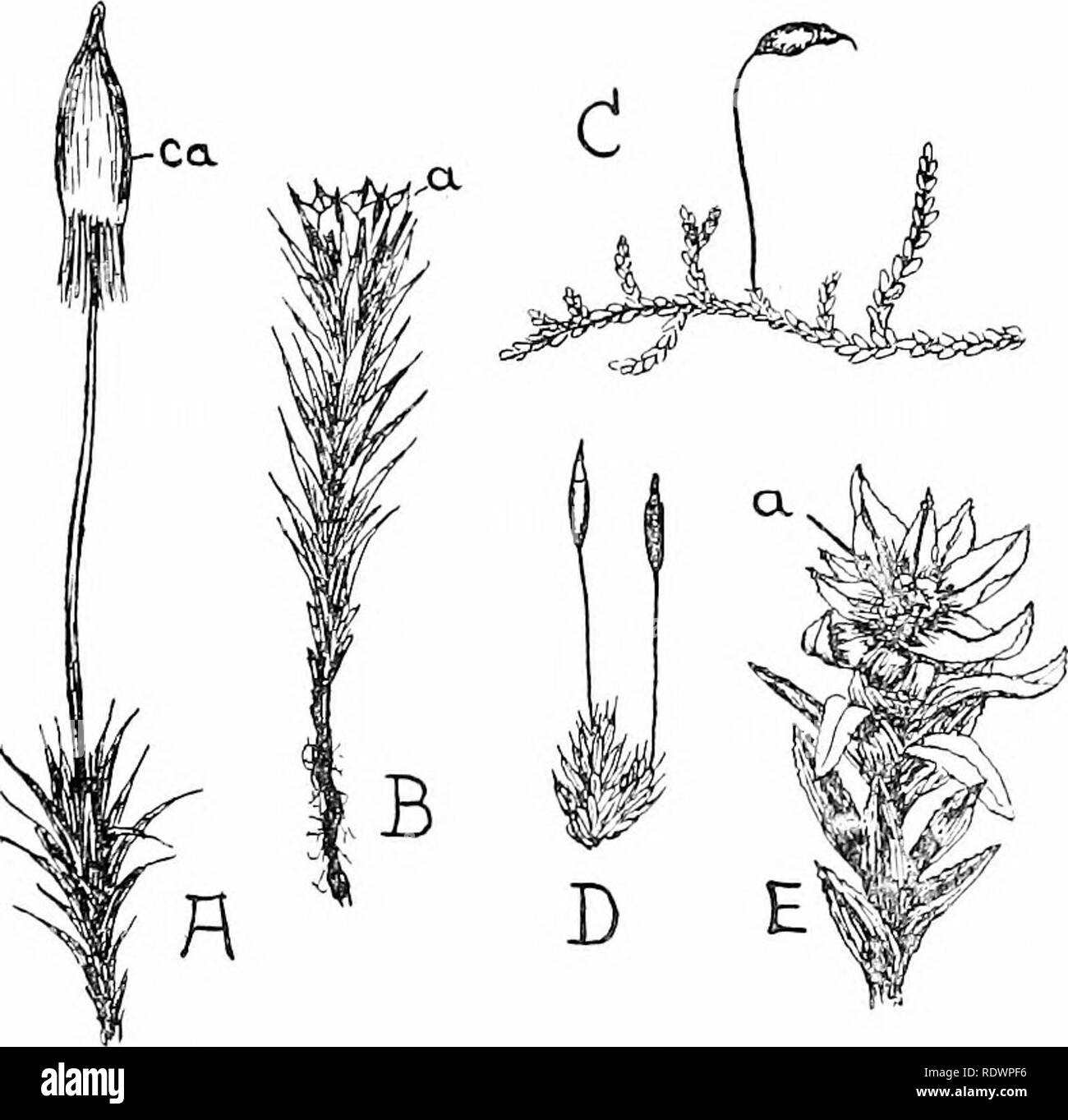 . An introduction to the structure and reproduction of plants. Plant ...