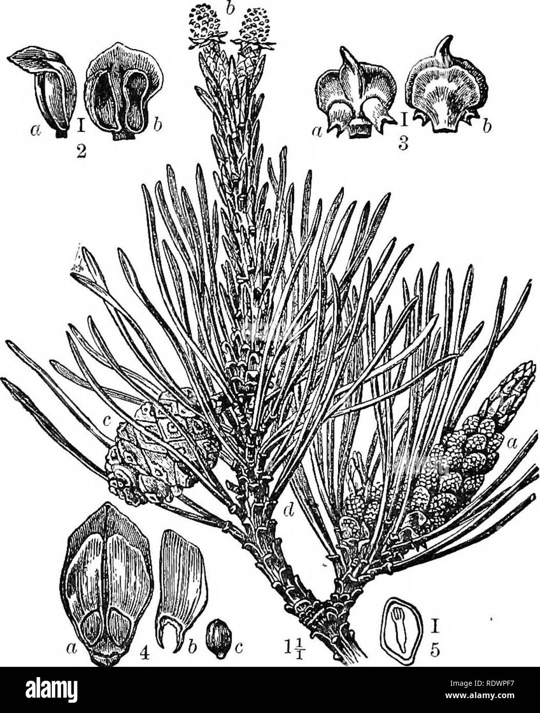 . Elements of botany. Botany; Botany. ELEMENTS OF BOTANY. b. (P. rigida ...