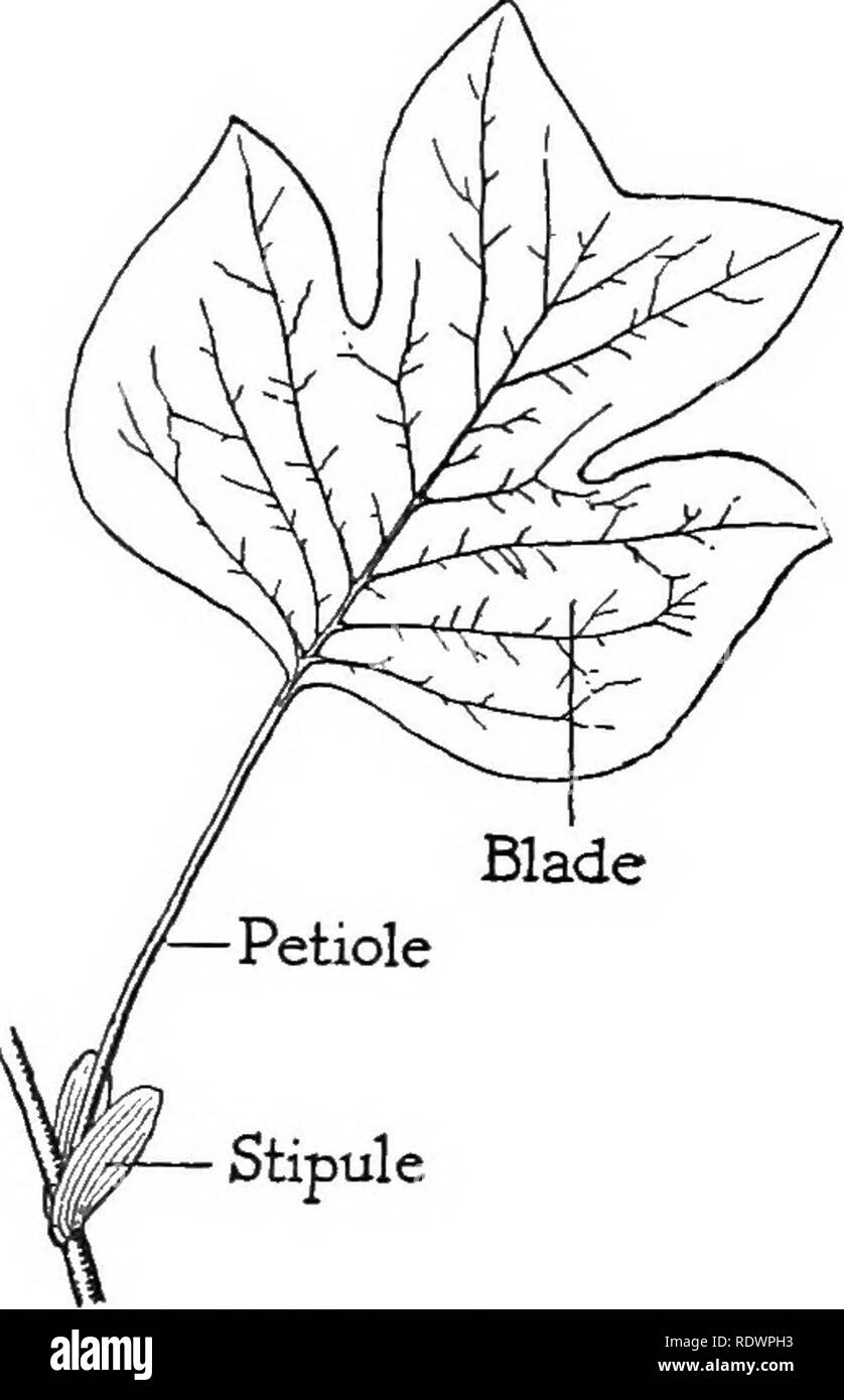 Parts Of Plants And Their Structure