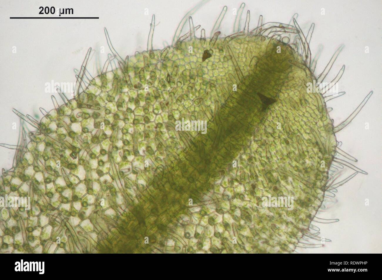 Apometzgeria pubescens hi-res stock photography and images - Alamy