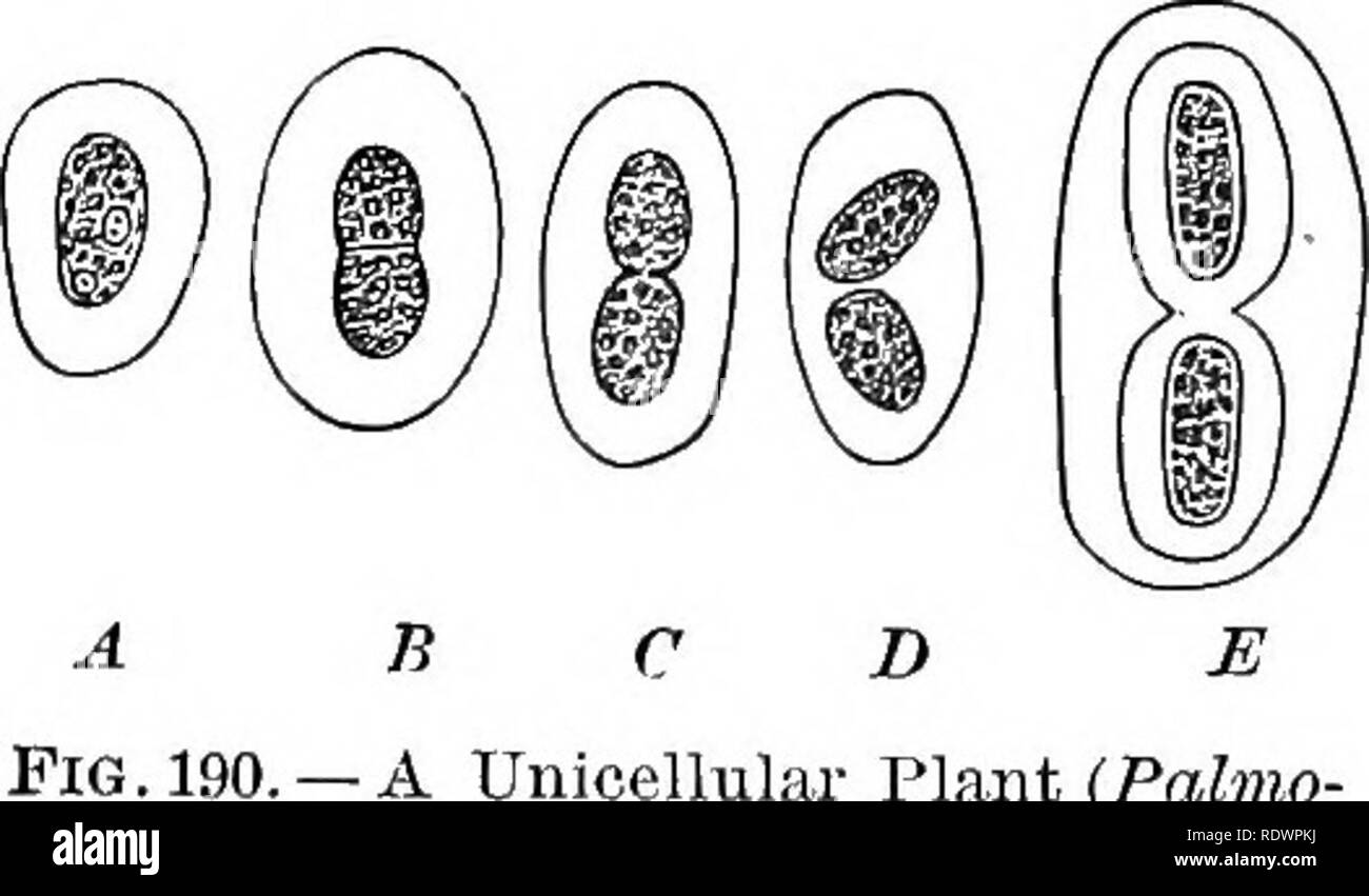 . Elements of botany. Botany; Botany. 220 ELEMENTS OF BOTANY. which ...