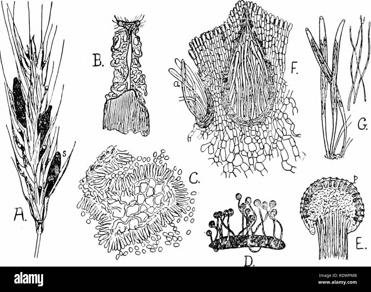 Ergot Sclerotia High Resolution Stock Photography and Images - Alamy