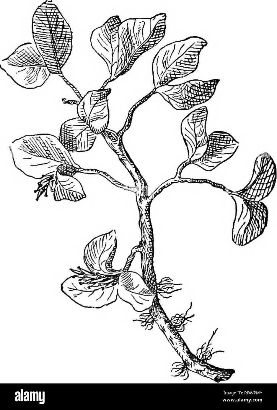 Arctic Willow Drawing