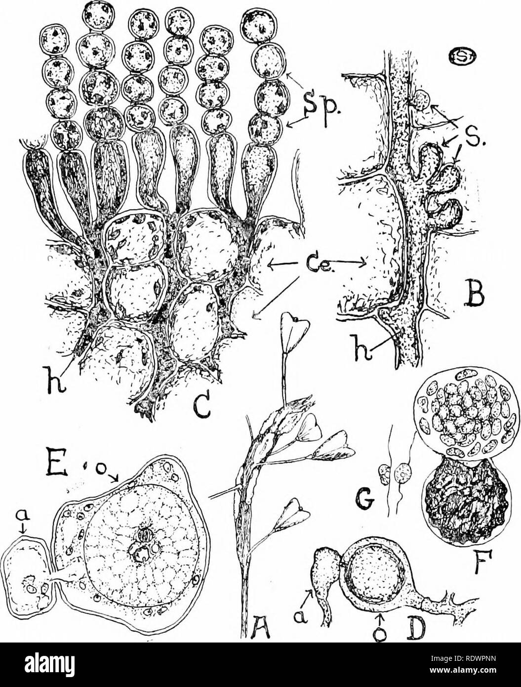 . An introduction to the structure and reproduction of plants. Plant ...
