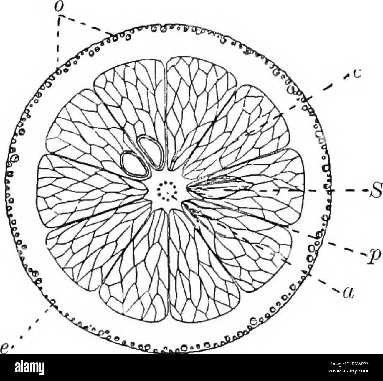 Tomato rind Black and White Stock Photos & Images - Alamy