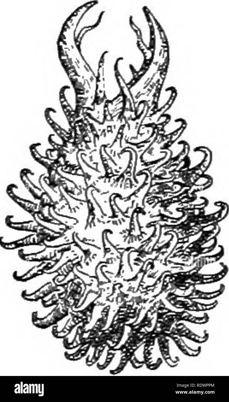 Pansy herb Black and White Stock Photos & Images - Alamy