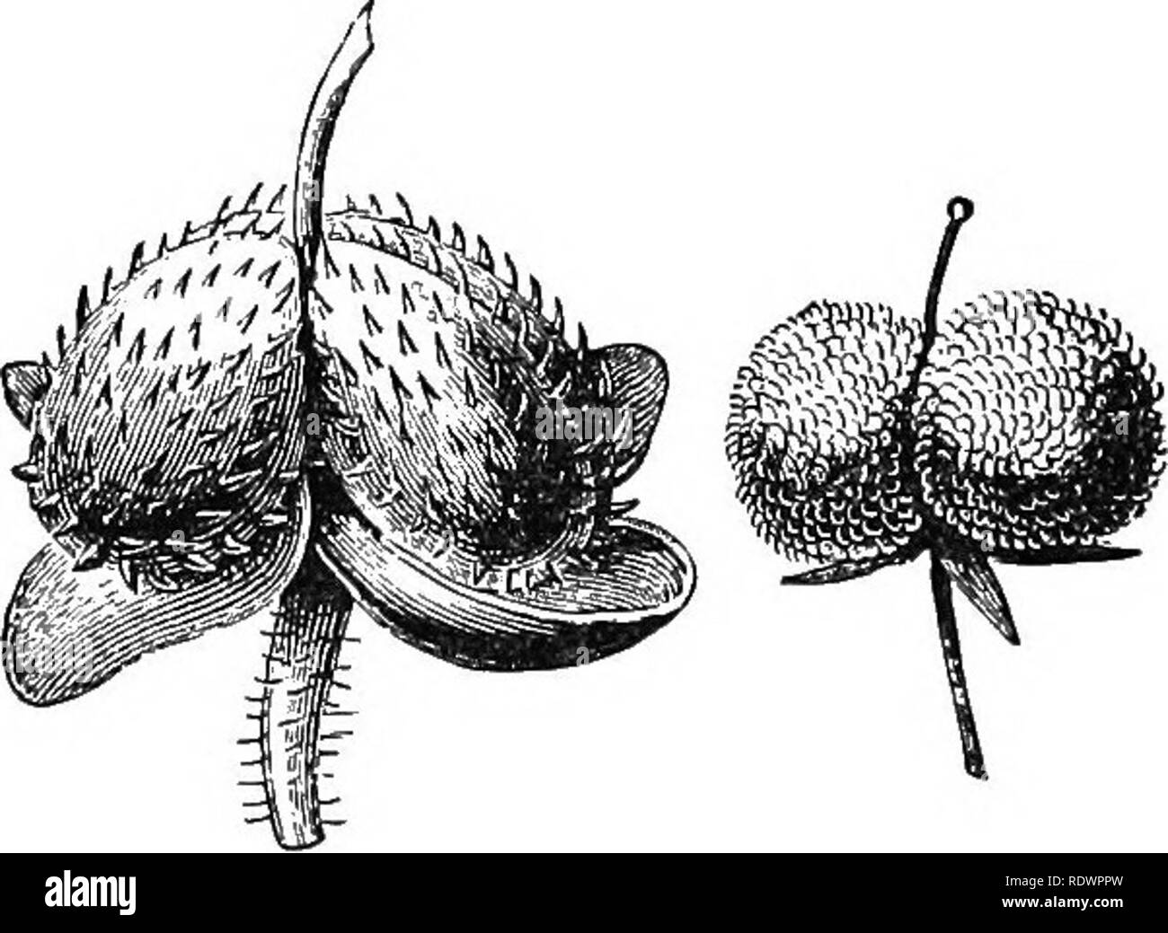 Thorn pig hi-res stock photography and images - Alamy