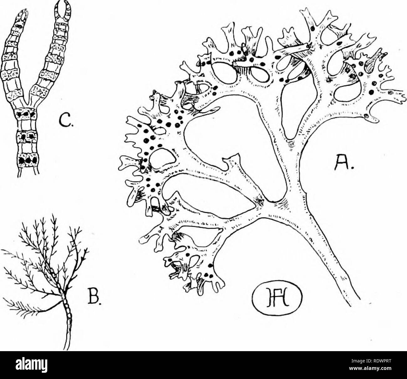 Lyngbya hi-res stock photography and images - Alamy