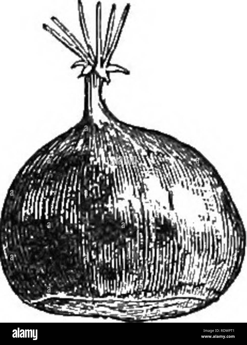 Rice an ovary hi-res stock photography and images - Alamy