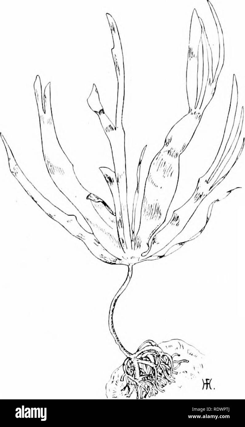 . An introduction to the structure and reproduction of plants. Plant ...