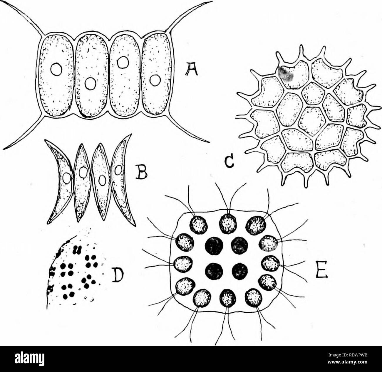 . An introduction to the structure and reproduction of plants. Plant ...