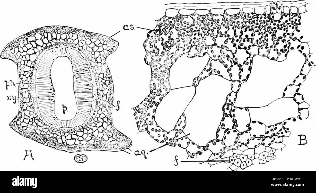 . An introduction to the structure and reproduction of plants. Plant ...