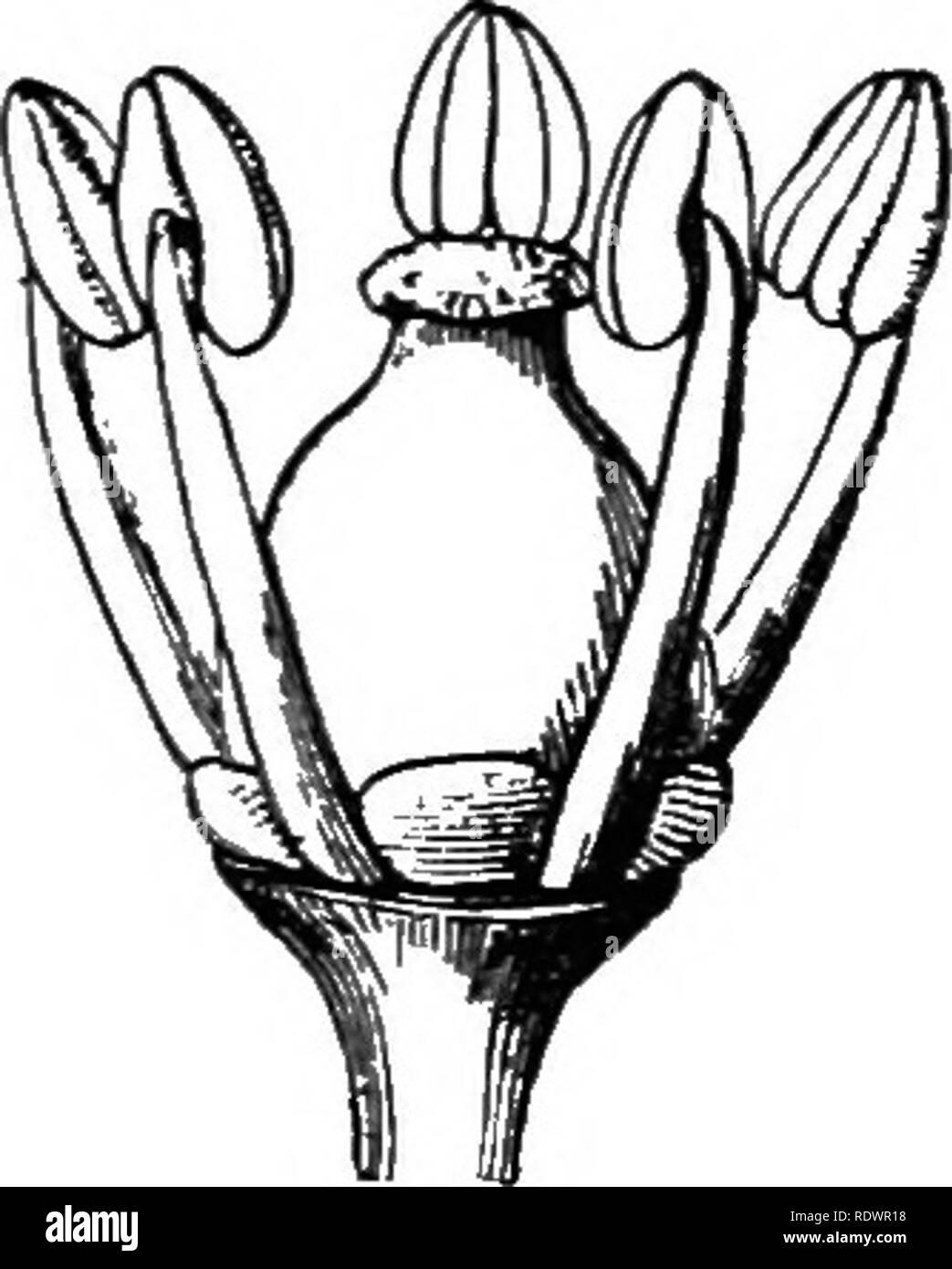 . Elements of botany. Botany; Botany. FERTILIZATION. 163 honey. Those ...