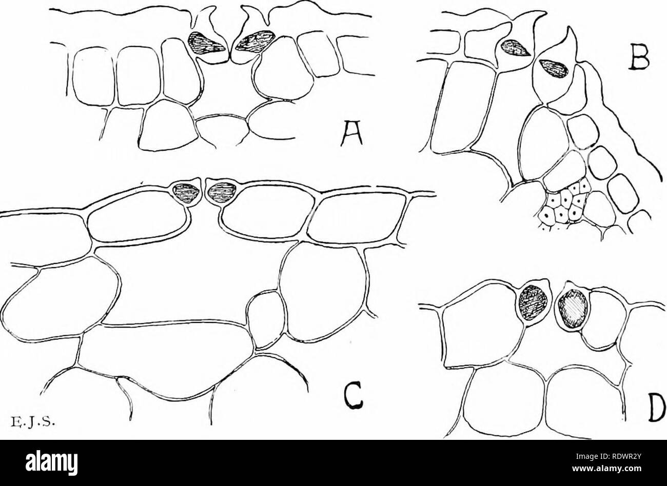 Water storing cells Black and White Stock Photos & Images - Alamy