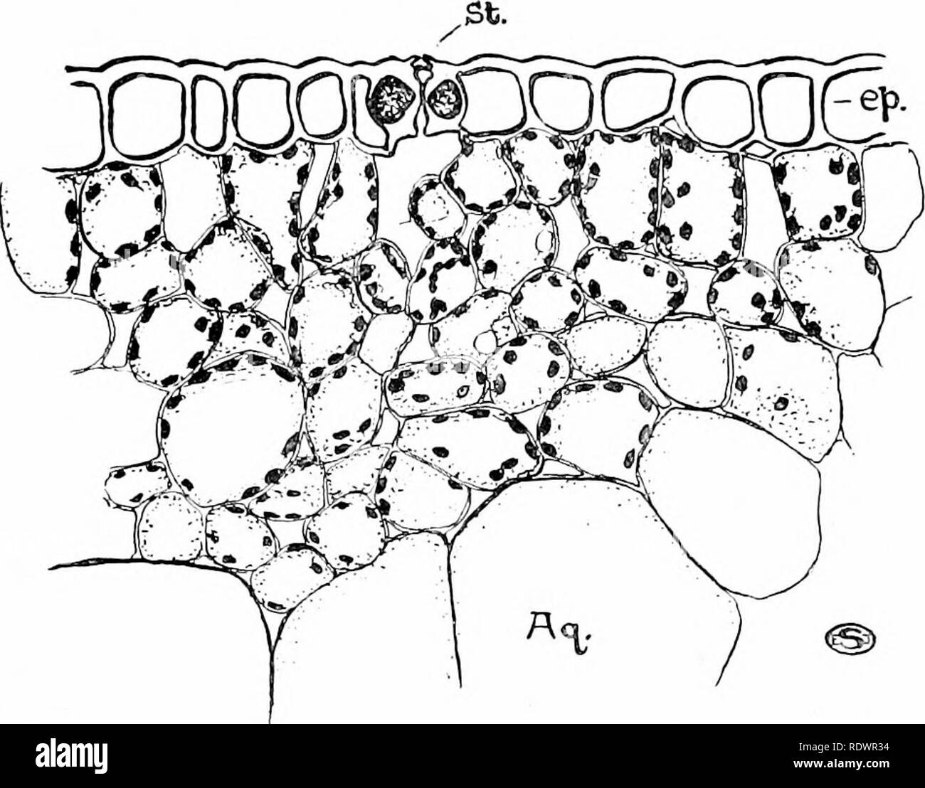 . An introduction to the structure and reproduction of plants. Plant ...
