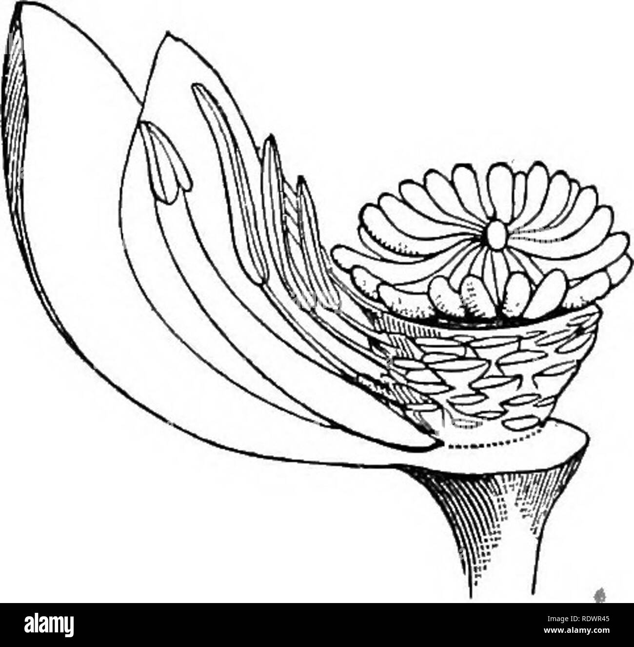 Parts of a lily Cut Out Stock Images & Pictures - Alamy