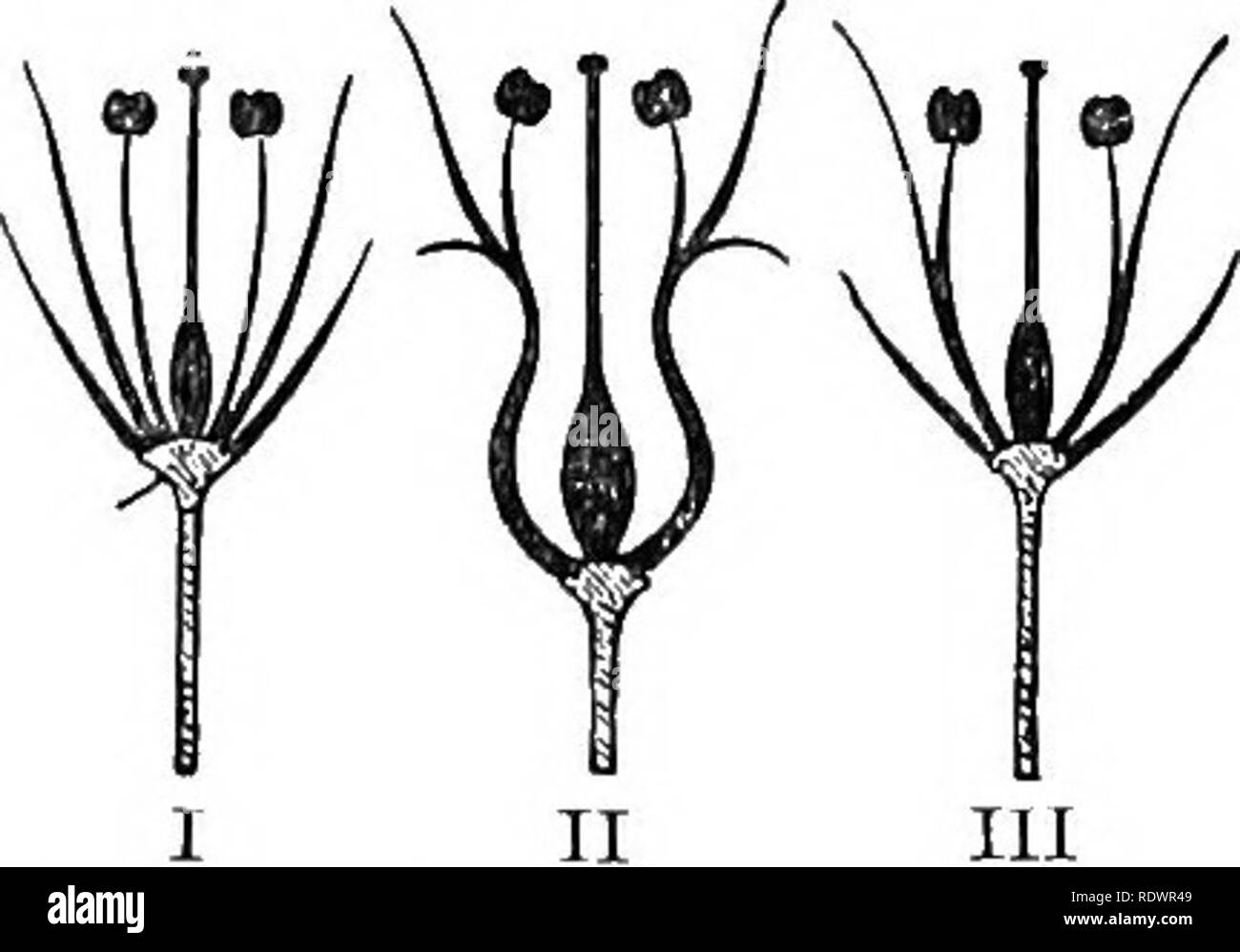 . Elements of botany. Botany; Botany. 150 ELEMENTS OE BOTANY. through ...