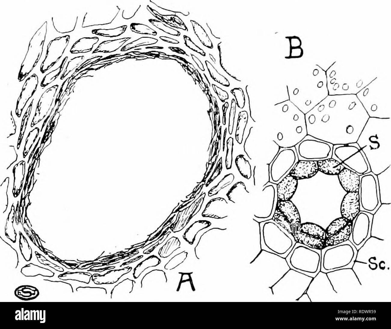 . An introduction to the structure and reproduction of plants. Plant ...
