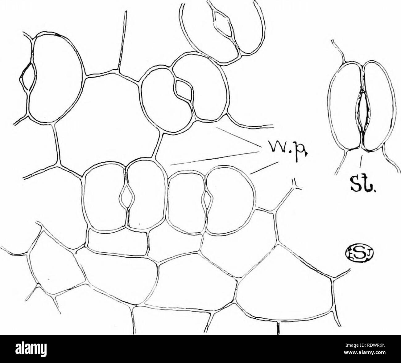 . An introduction to the structure and reproduction of plants. Plant ...