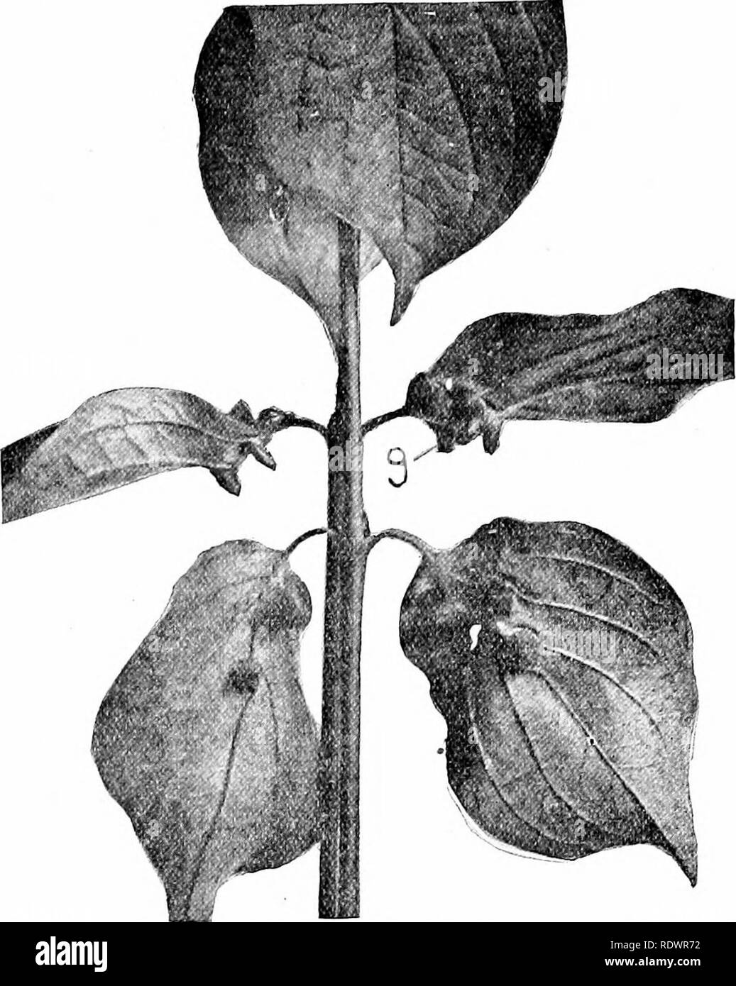 Rust gall Black and White Stock Photos & Images - Alamy