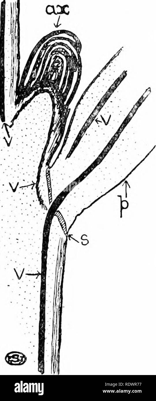 . An introduction to the structure and reproduction of plants. Plant ...
